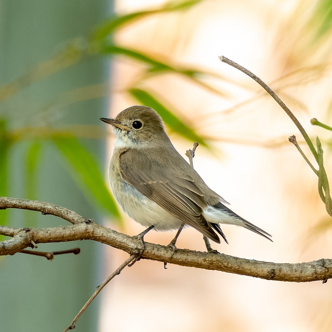 eBird Japan Checklist - 11 Dec 2022 - 千里南公園 - 12 species