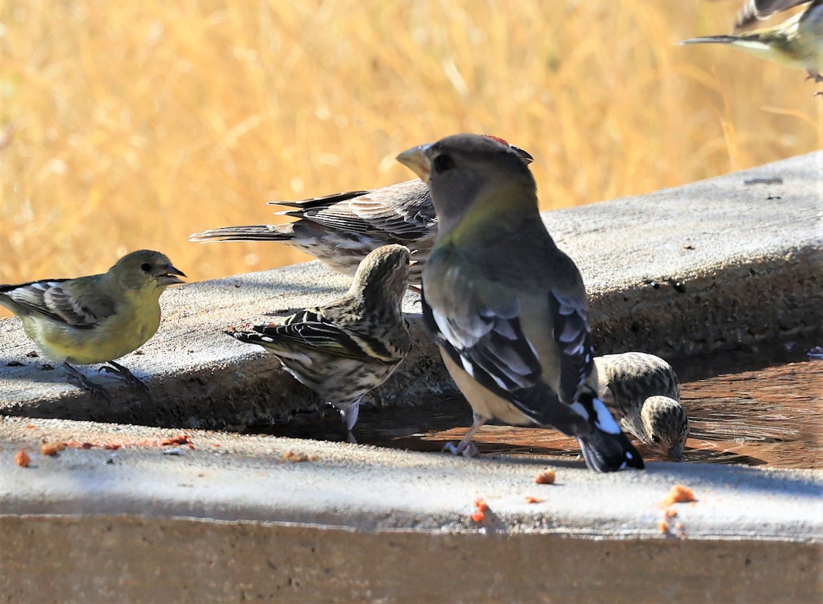 eBird Checklist - 10 Dec 2022 - Guadalupe Mts. NP--Pine Springs (incl ...