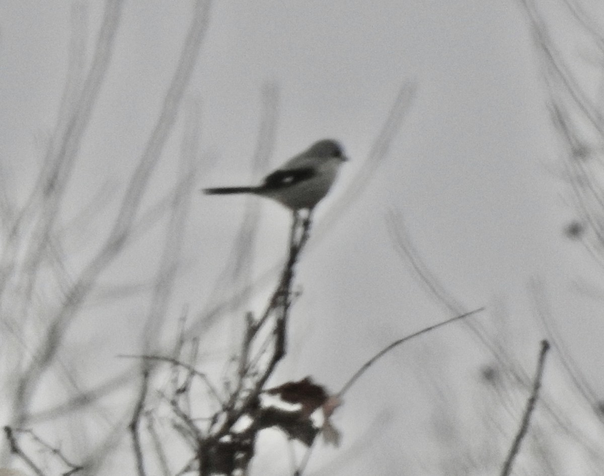 eBird Checklist - 12 Dec 2022 - Pohlcat Golf Course, Mount Pleasant US ...