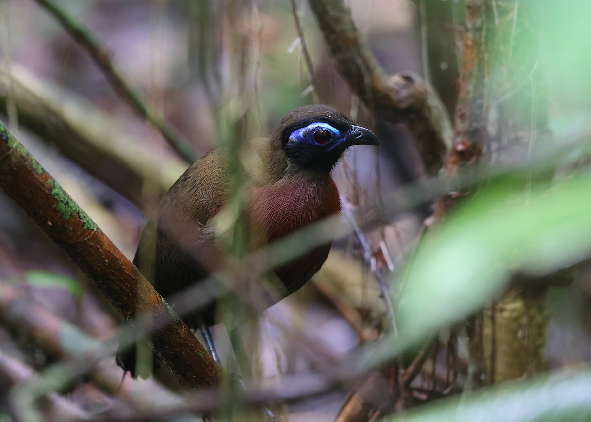 eBird Checklist - 16 Nov 2022 - Ecolodge chez Arol - 9 species