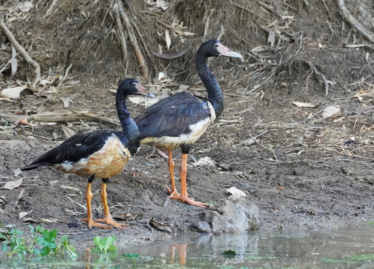 eBird Checklist - 12 Nov 2022 - Kakadu National Park--Yellow Water - 34 ...