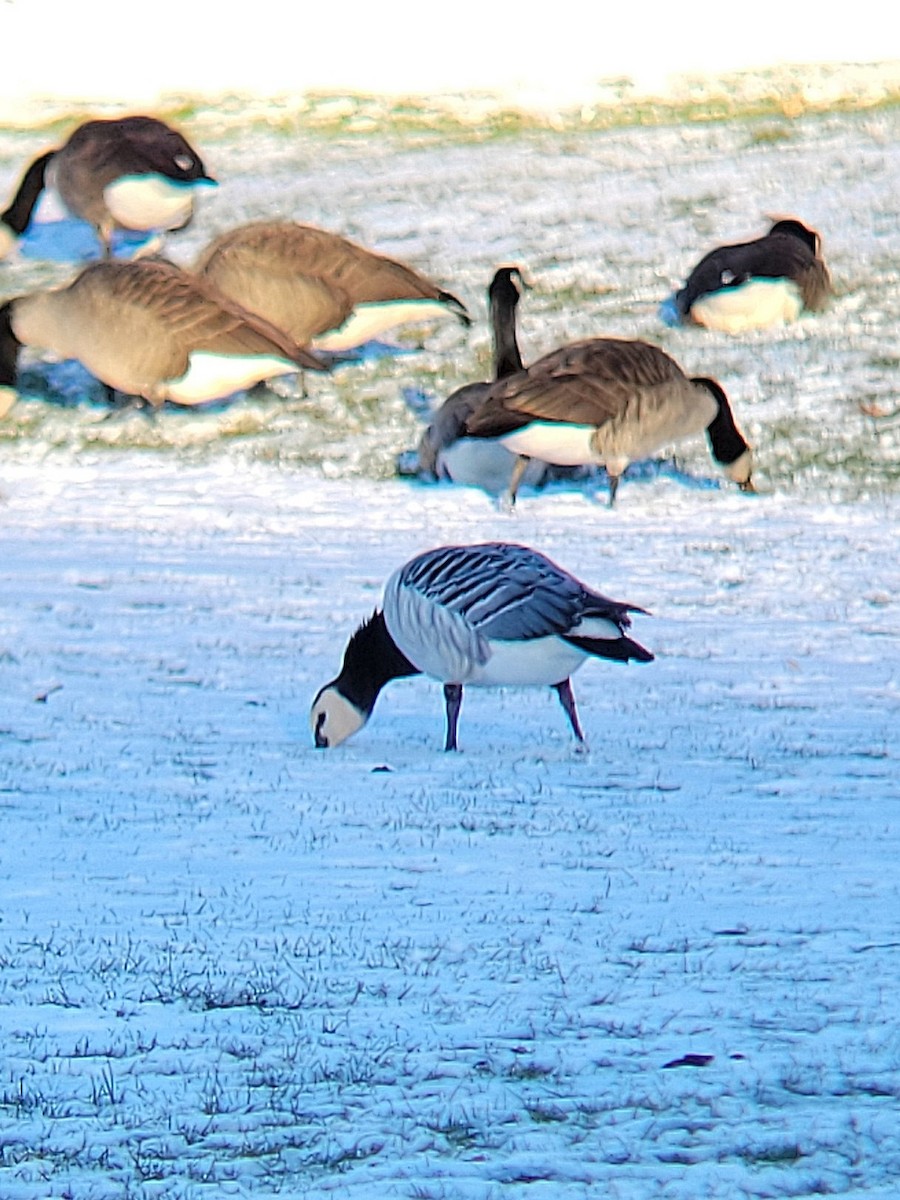 eBird Checklist - 12 Dec 2022 - Woburn Country Club, Woburn ...