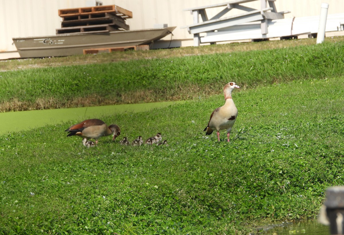 eBird Checklist - 12 Dec 2022 - Peaceful Waters Sanctuary - 45 species ...