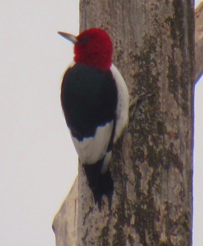 eBird Checklist - 10 Dec 2022 - Killdeer Plains Wildlife Area--Pond 27 ...