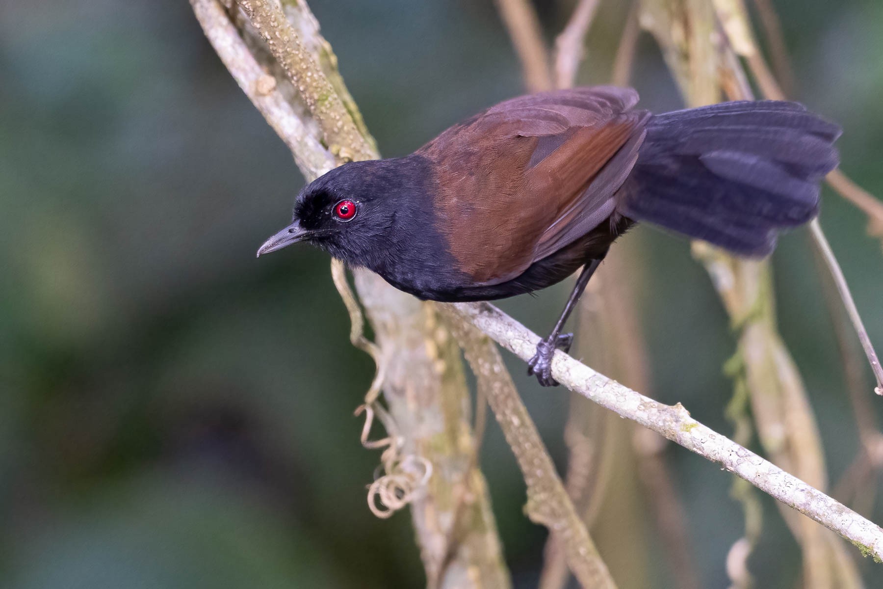 Western Fire-eye (Black-bellied) - eBird
