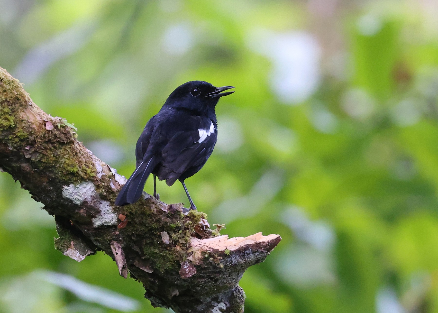 Madagascar Magpie-Robin (Black-bellied) - eBird