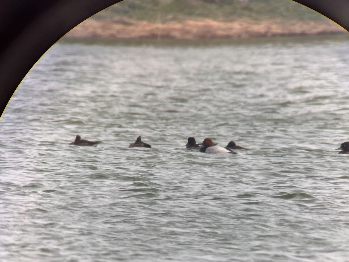 eBird Taiwan Checklist - 13 Dec 2022 - 金門--太湖(Kinmen--Tai Lake) - 13 ...