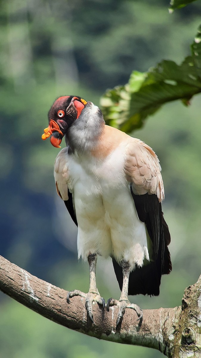 eBird Checklist - 5 Oct 2022 - Mirador Pico de Hoz - 32 species