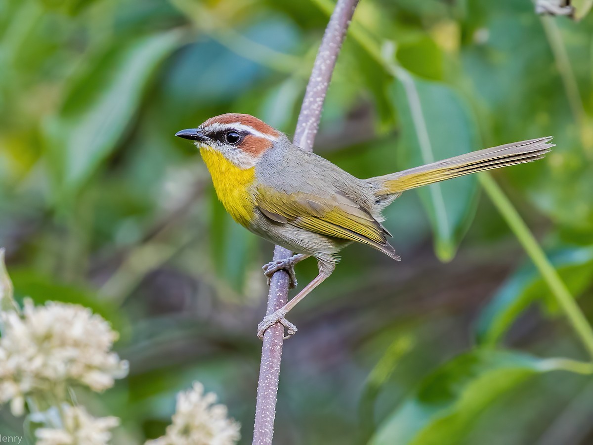 Rufous-capped Warbler - Basileuterus rufifrons - Birds of the World