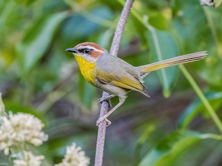 Rufous-capped Warbler - Basileuterus rufifrons - Birds of the World