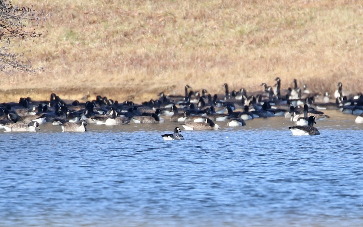 eBird Checklist - 13 Dec 2022 - Albert Rd. Ponds - 4 species