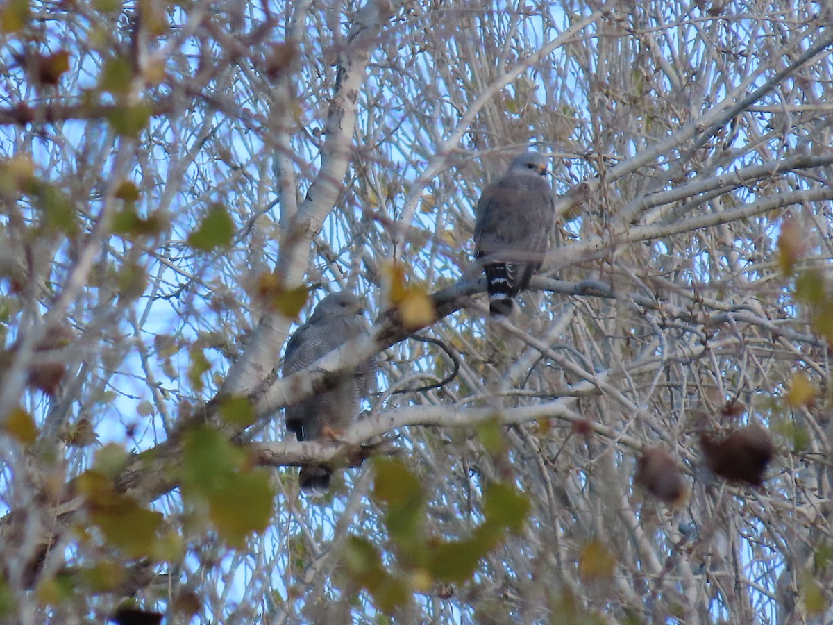 eBird Checklist - 13 Dec 2022 - Casa de San Pedro B&B--Visitors Welcome ...