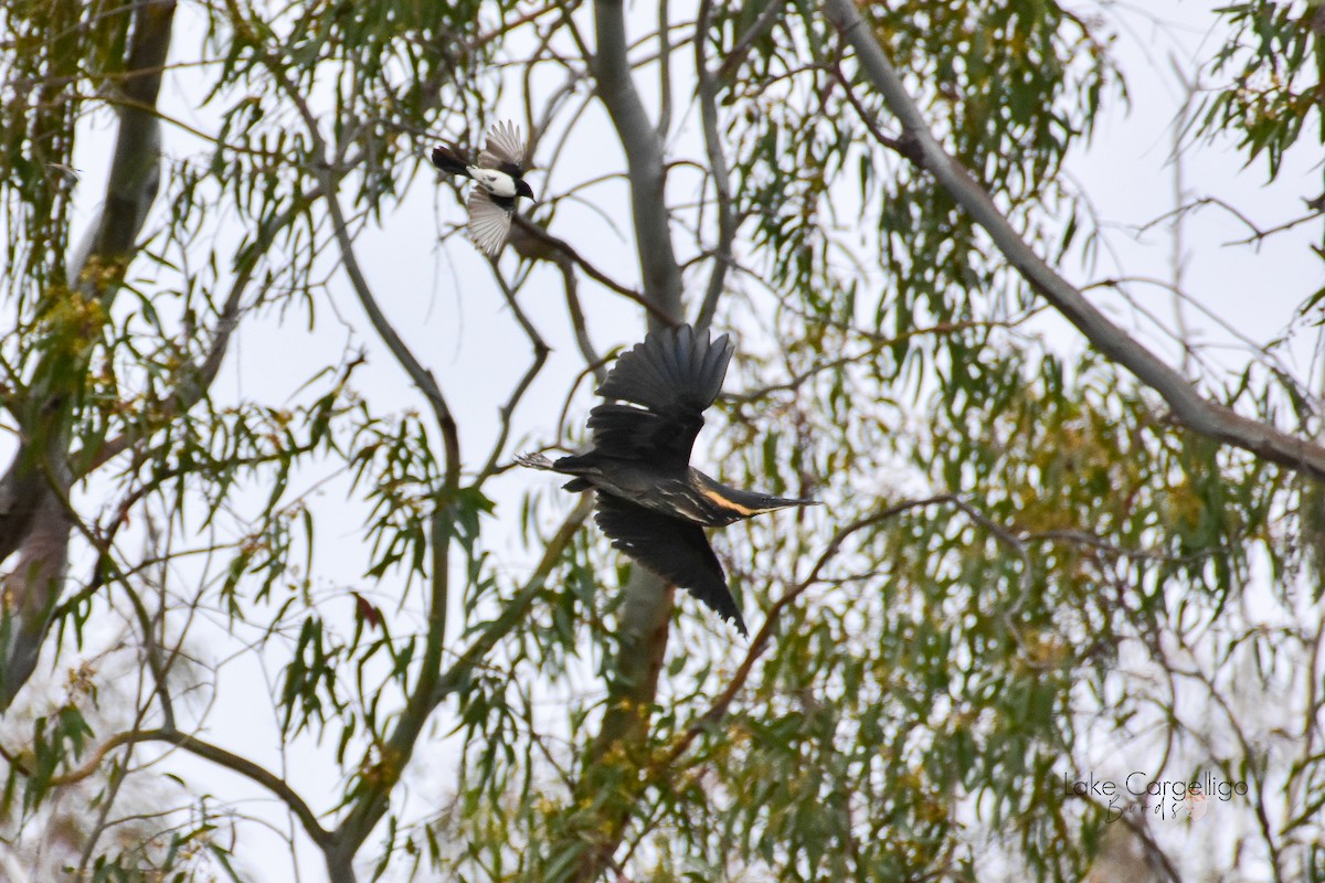 eBird Checklist - 11 Dec 2022 - Strathaird - 1 species