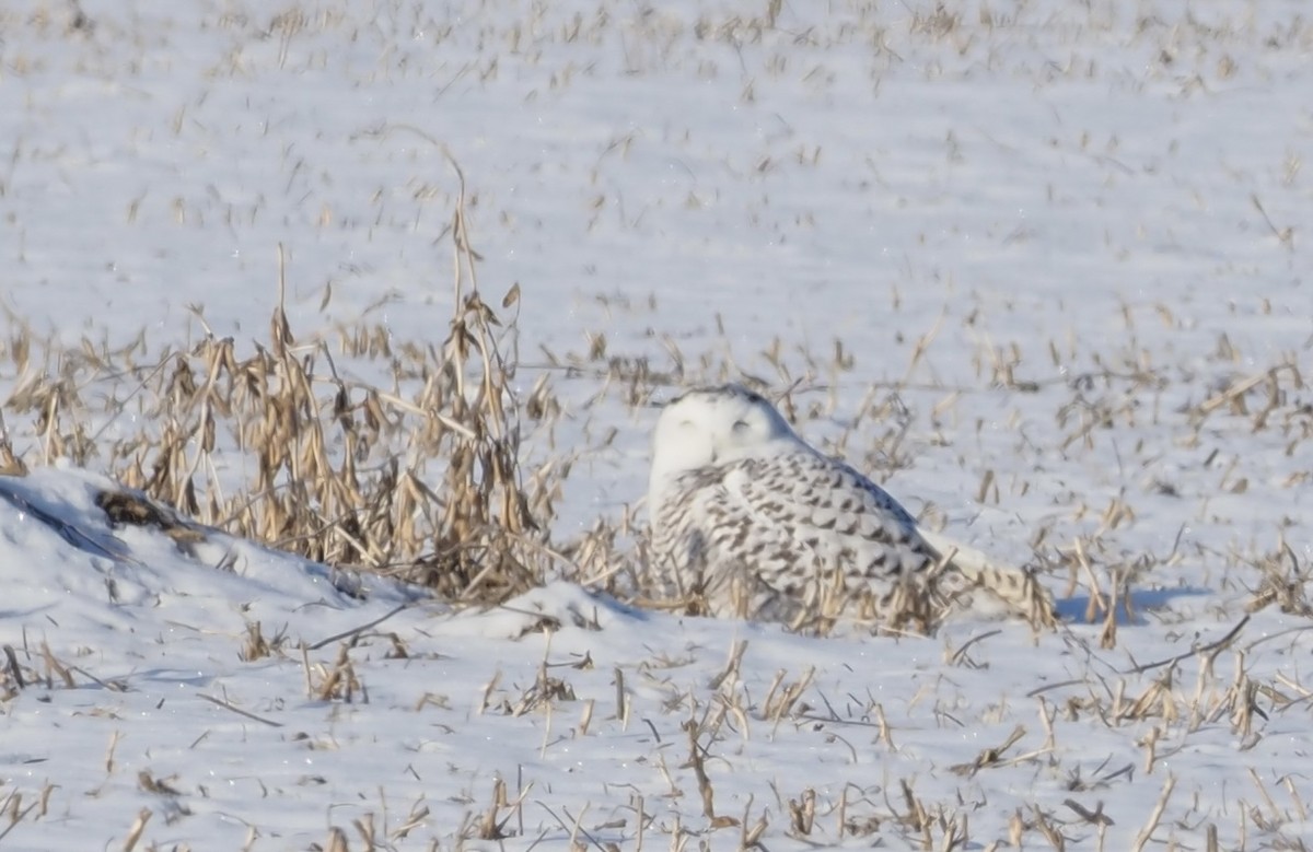 eBird Canada Checklist - 13 Dec 2022 - Hwy 21 near 2nd of Huron - 1 species