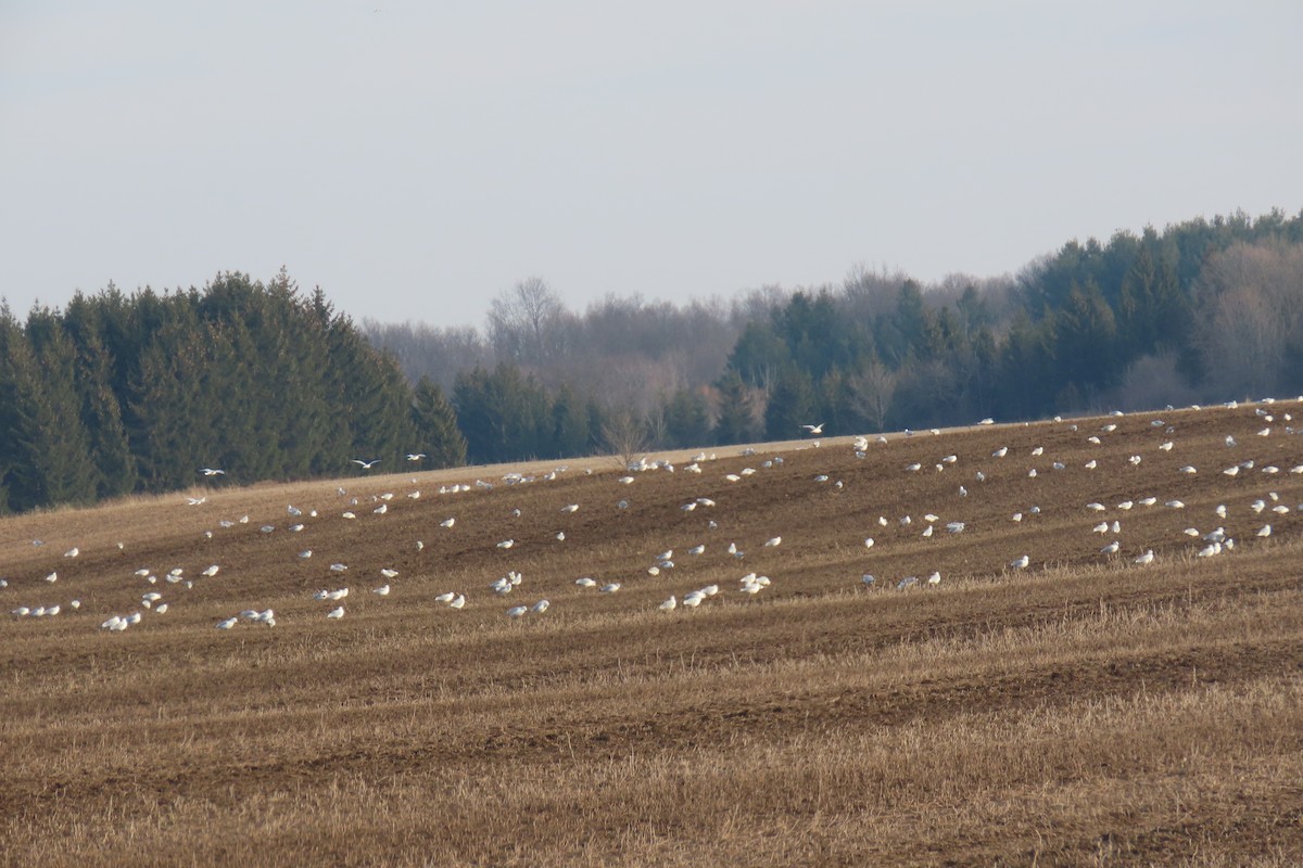 eBird Canada Checklist - 13 Dec 2022 - Melbourne-area raptor fields ...