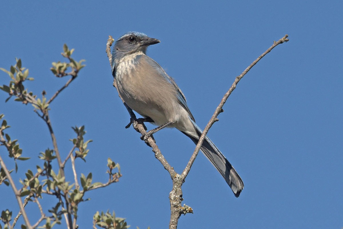 eBird Checklist - 27 Nov 2022 - Kickapoo Caverns SP (Kinney Co.) - 30 ...