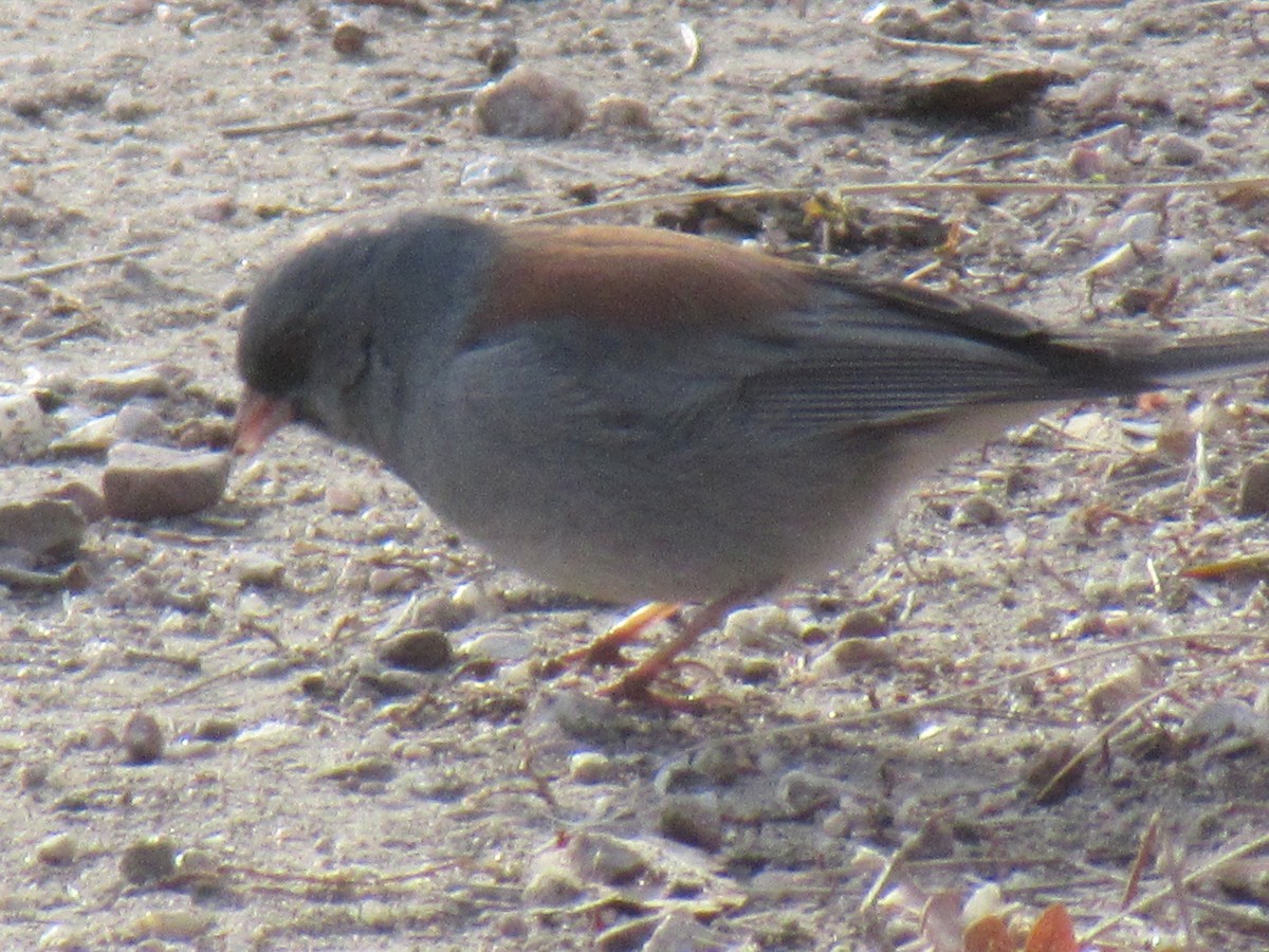 ML512906781 - Dark-eyed Junco - Macaulay Library