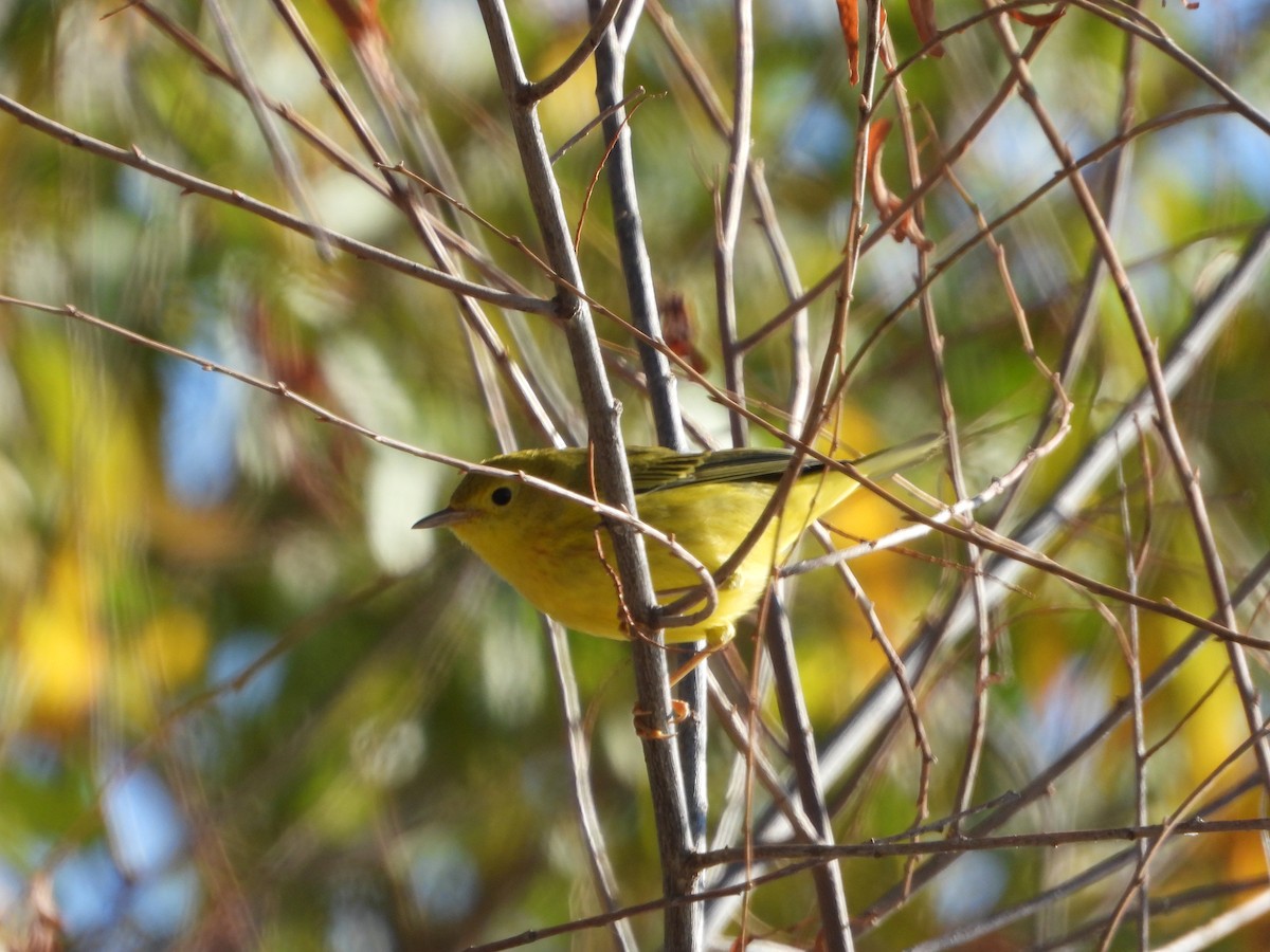eBird Checklist - 13 Dec 2022 - Merced NWR - 62 species