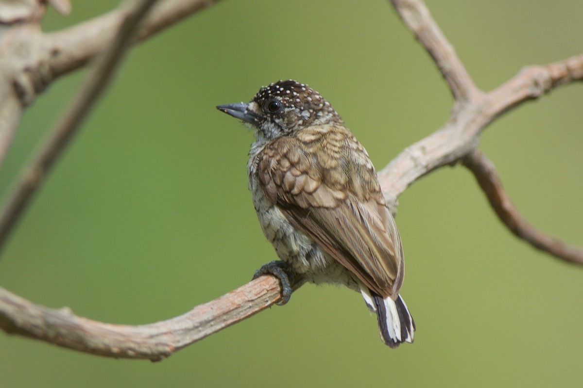 Scaled Piculet - Picumnus squamulatus - Birds of the World