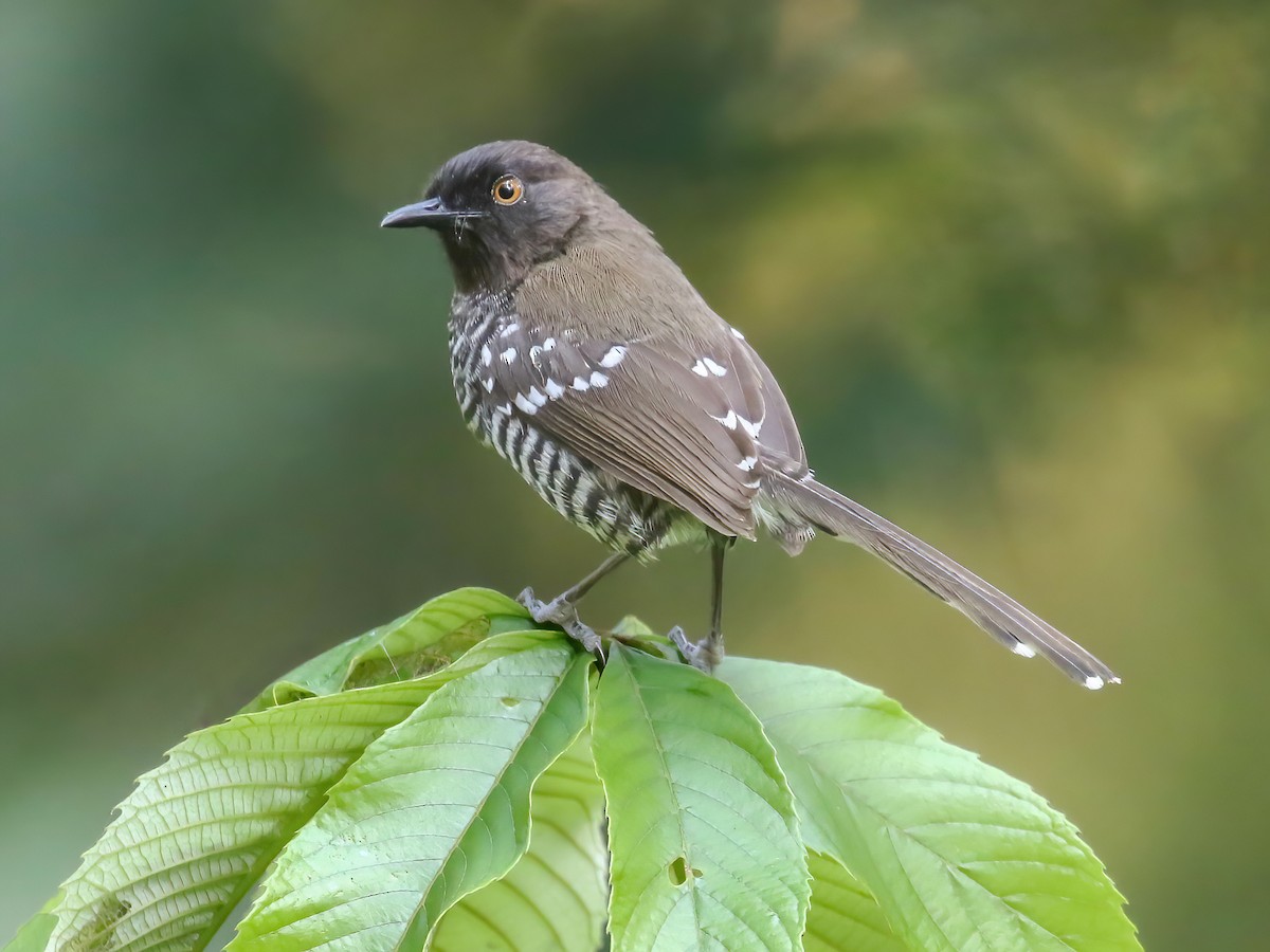 Banded Prinia - Prinia bairdii - Birds of the World