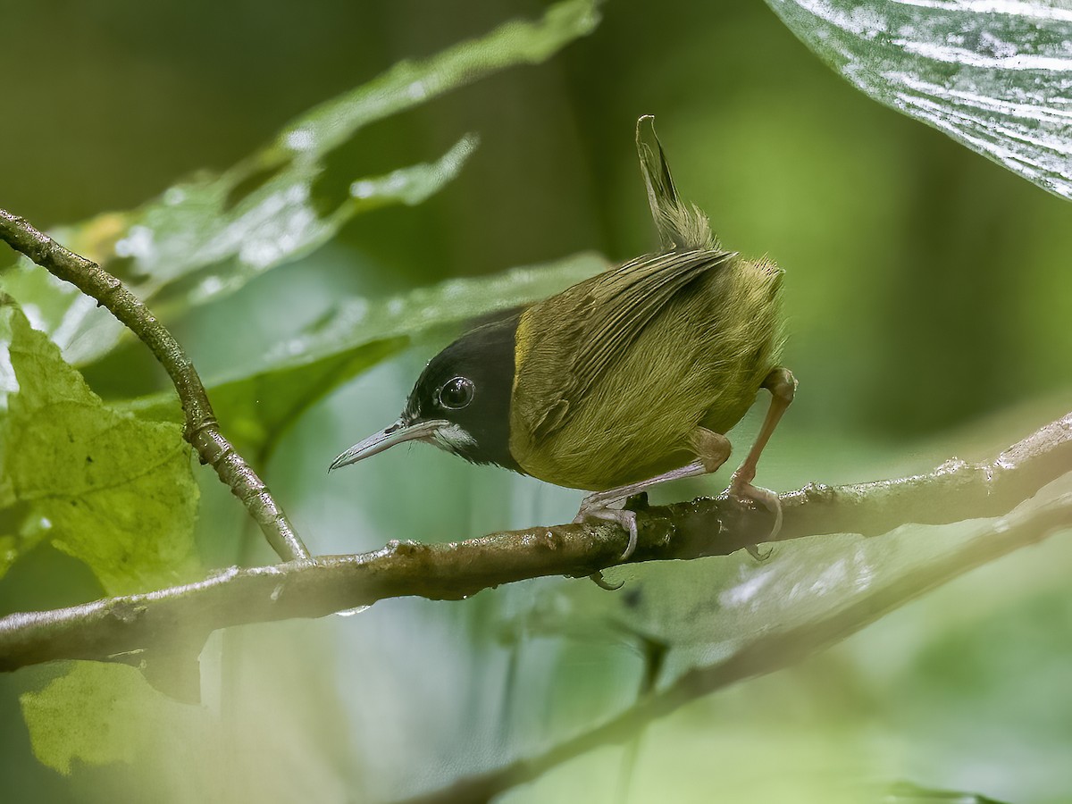 Yellow-breasted Tailorbird - Orthotomus samarensis - Birds of the World