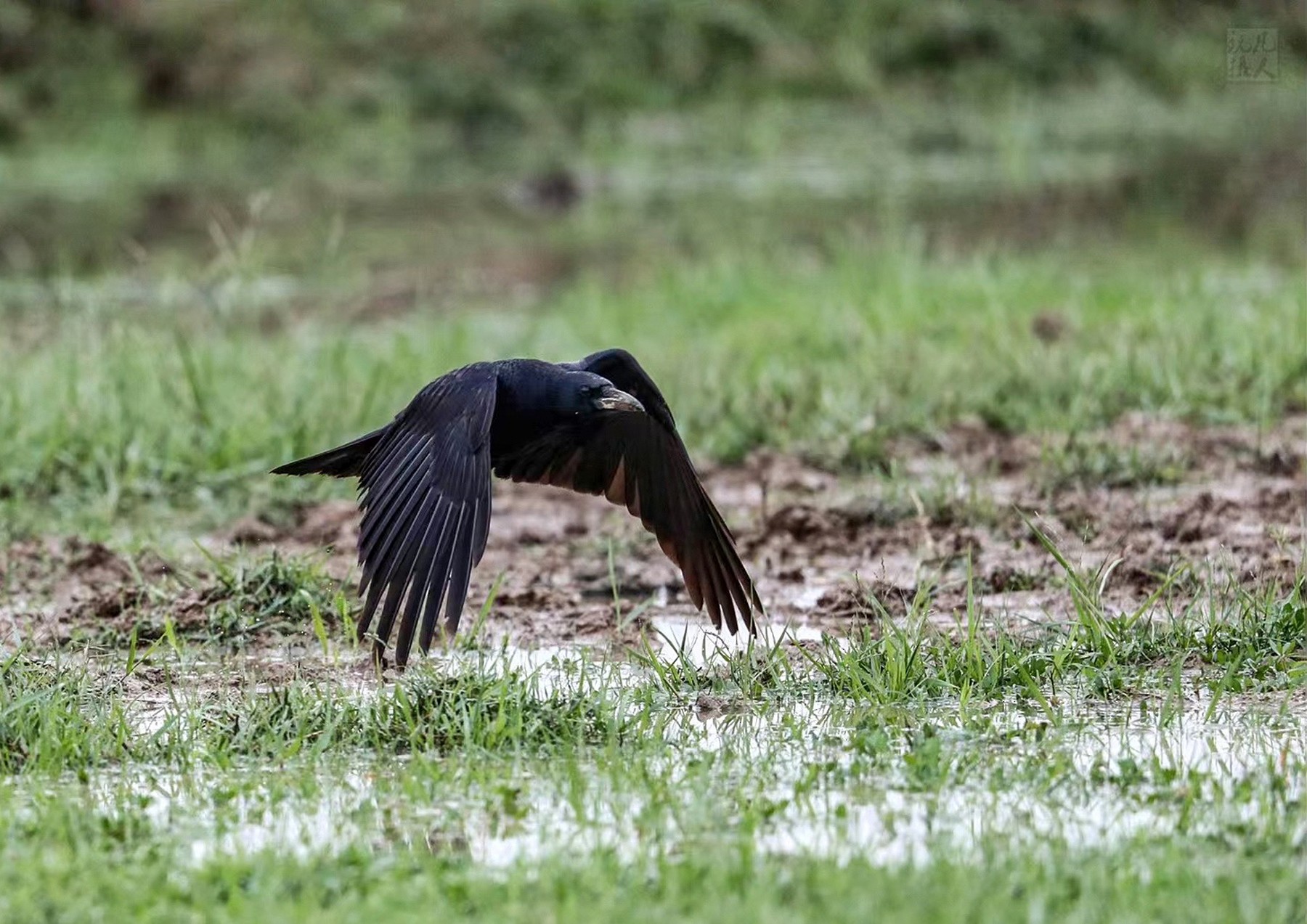 Carrion Crow (Eastern) - eBird