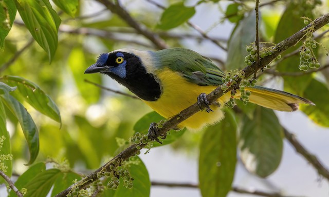 Photos - Green Jay - Cyanocorax yncas - Birds of the World