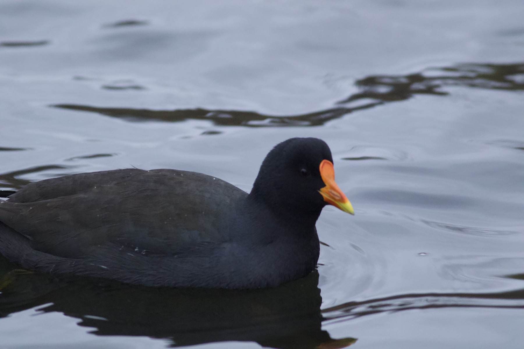 Eurasian Moorhen x Eurasian Coot (hybrid) - eBird