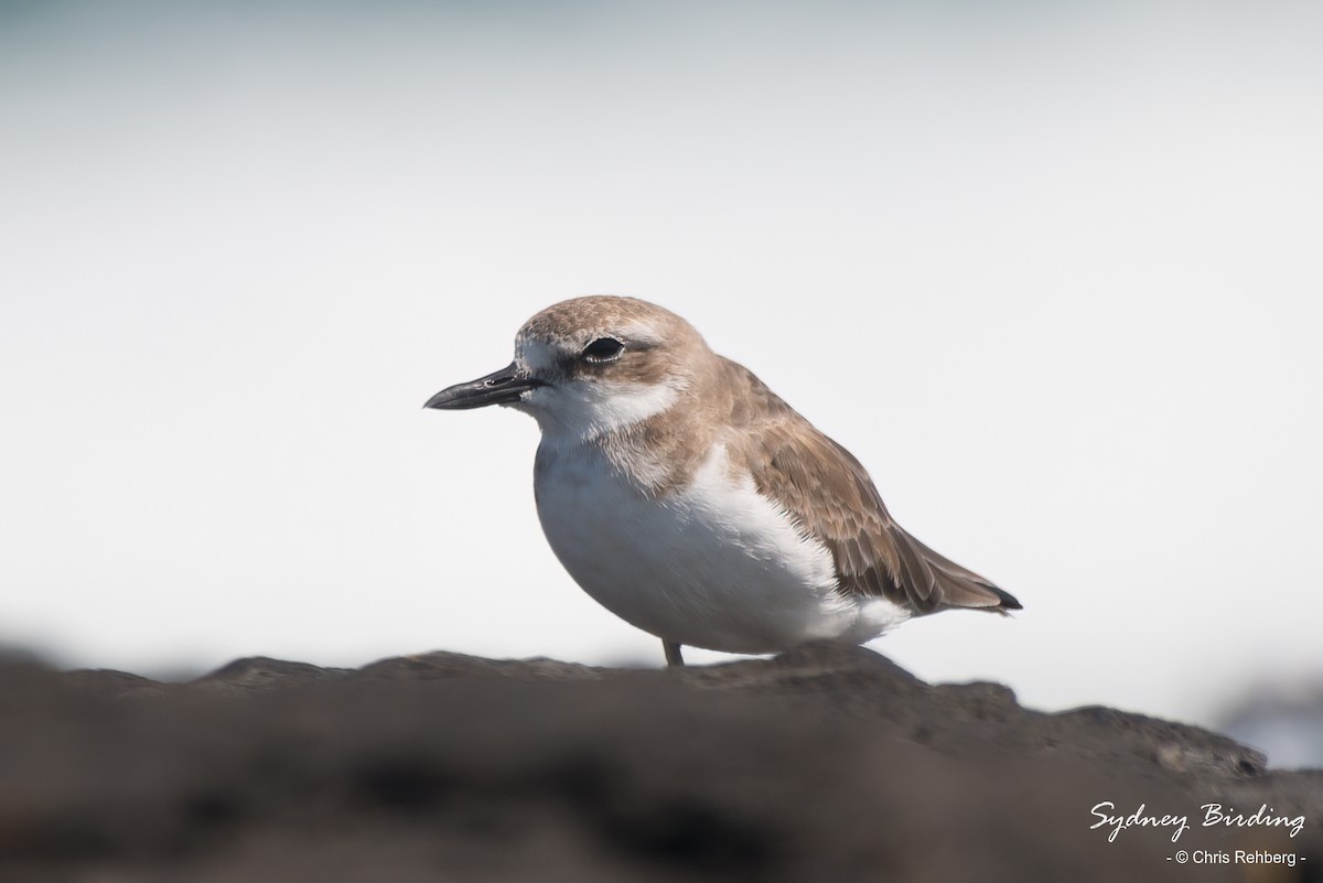 eBird Checklist - 6 Dec 2022 - Flat Rock (Ballina) - 15 species
