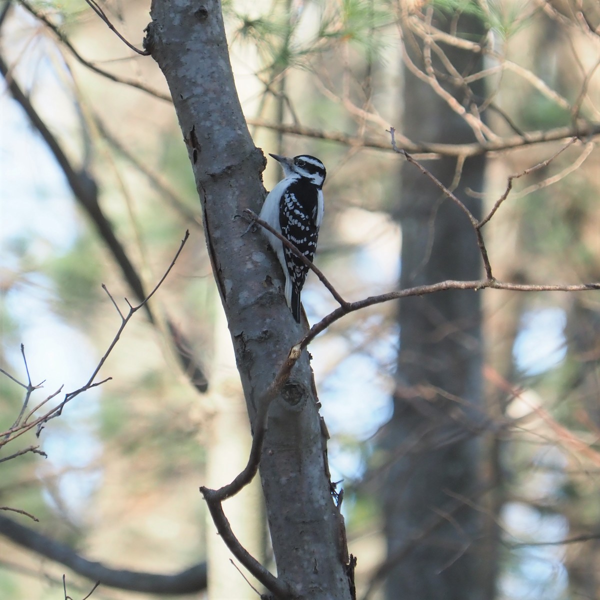 eBird Checklist - 14 Dec 2022 - Canco Woods, Portland - 11 species