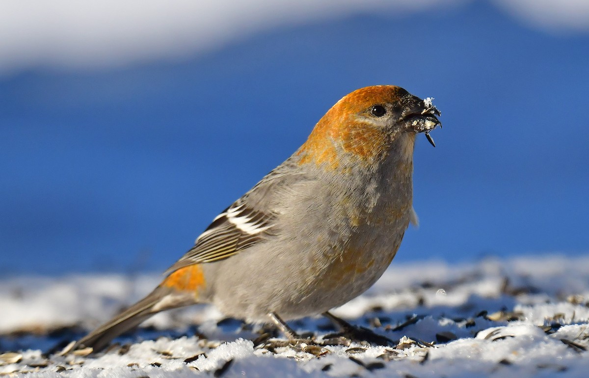 eBird Québec Checklist - 14 Dec 2022 - Lac Blouin - 6 species