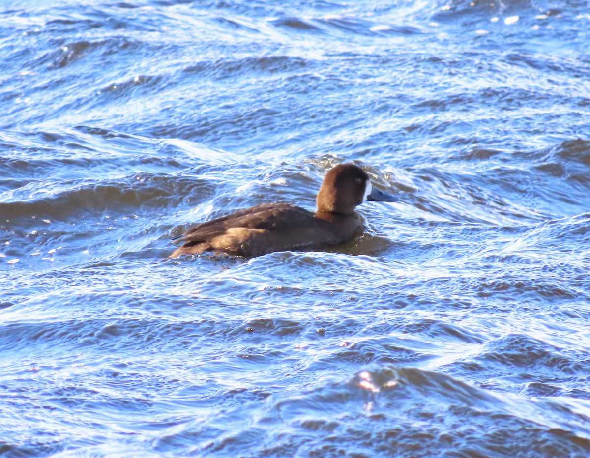 Maine eBird Checklist - 14 Dec 2022 - Unity Pond Boat Launch Area - 4 ...