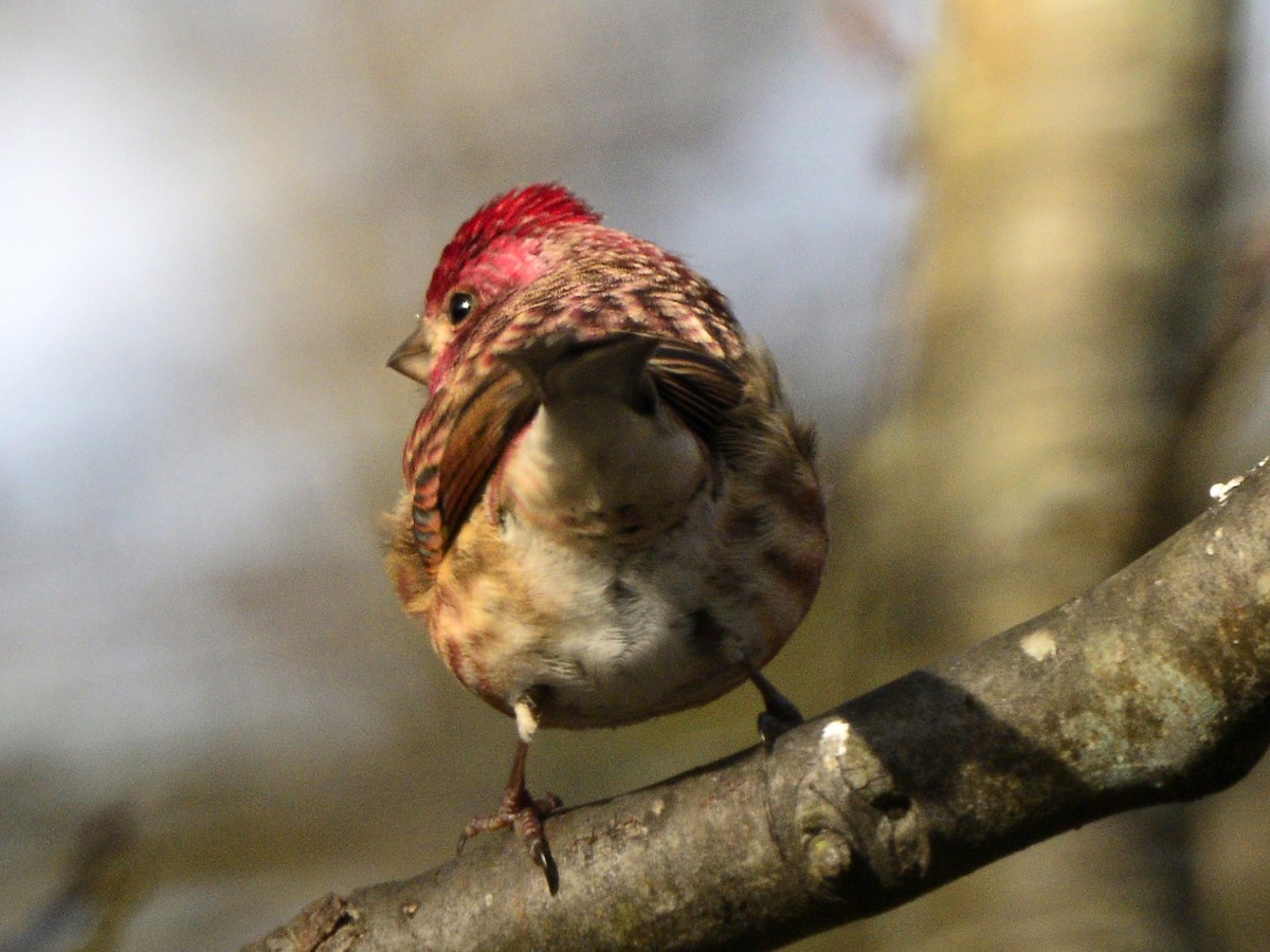New Jersey eBird Checklist - 14 Dec 2022 - 555 Race Track Road, Egg ...