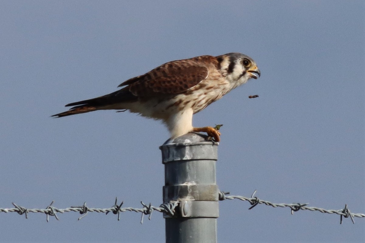 eBird Checklist - 14 Dec 2022 - Venice Municipal Airport - 5 species