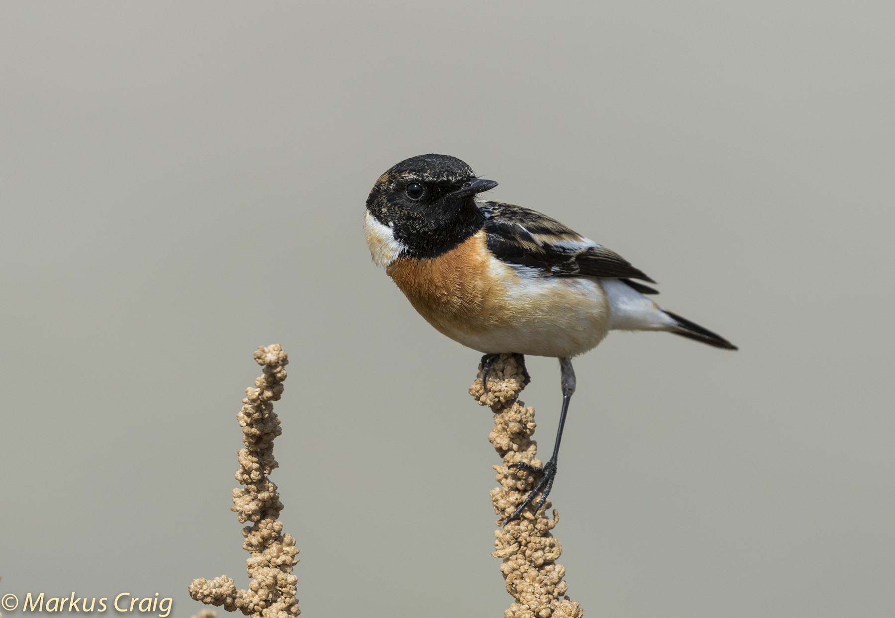 Sibirisk Bynkefugl, Kaspisk (ssp. hemprichii) - eBird