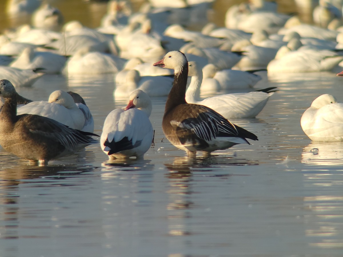 eBird Checklist - 14 Dec 2022 - Merced NWR - 62 species (+2 other taxa)