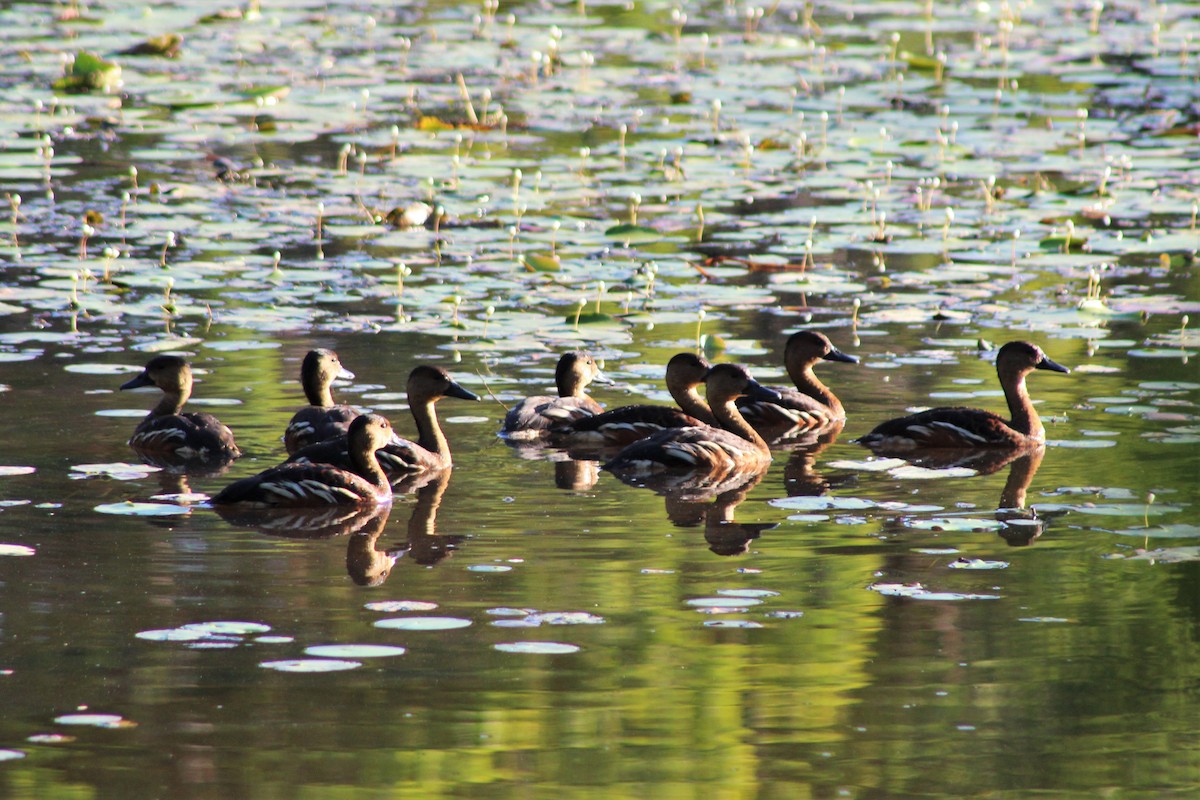 eBird Checklist - 7 Dec 2022 - Cattana Wetlands - 43 species