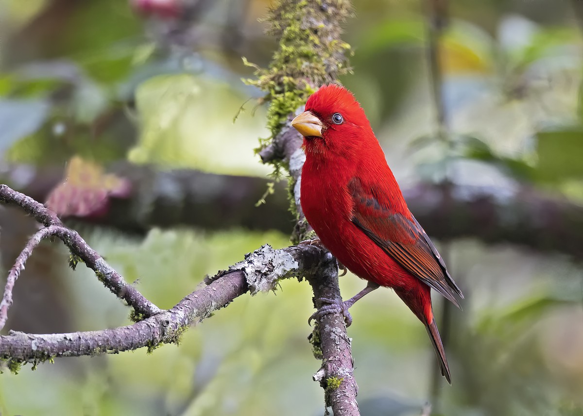 ML513265031 Scarlet Finch Macaulay Library
