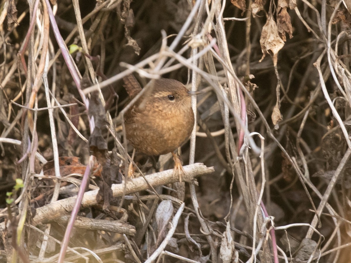 eBird Checklist - 14 Dec 2022 - Bates Rd. bridge (SBA Co.) - 2 species