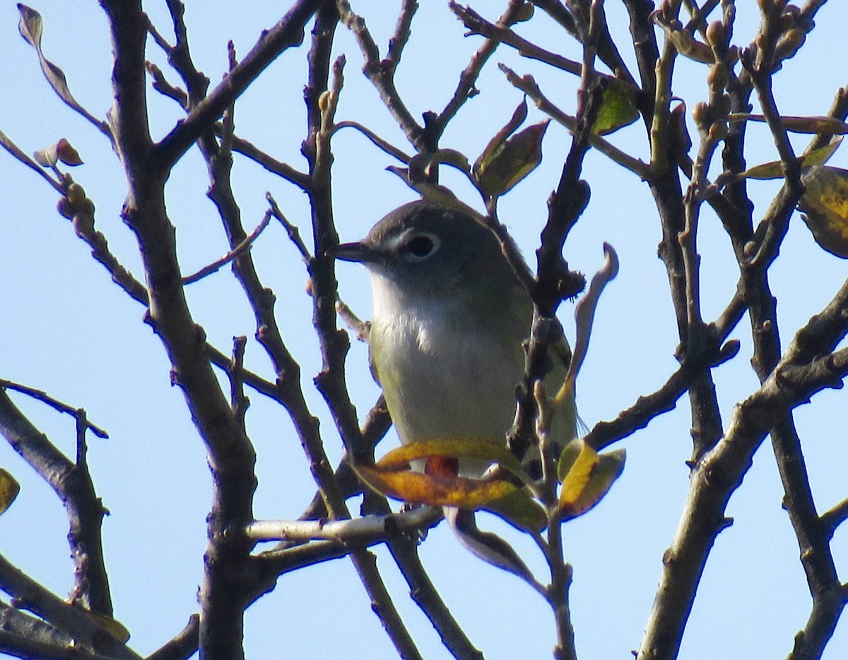 eBird Checklist - 15 Dec 2022 - Pillar Point Harbor - 32 species (+1 ...