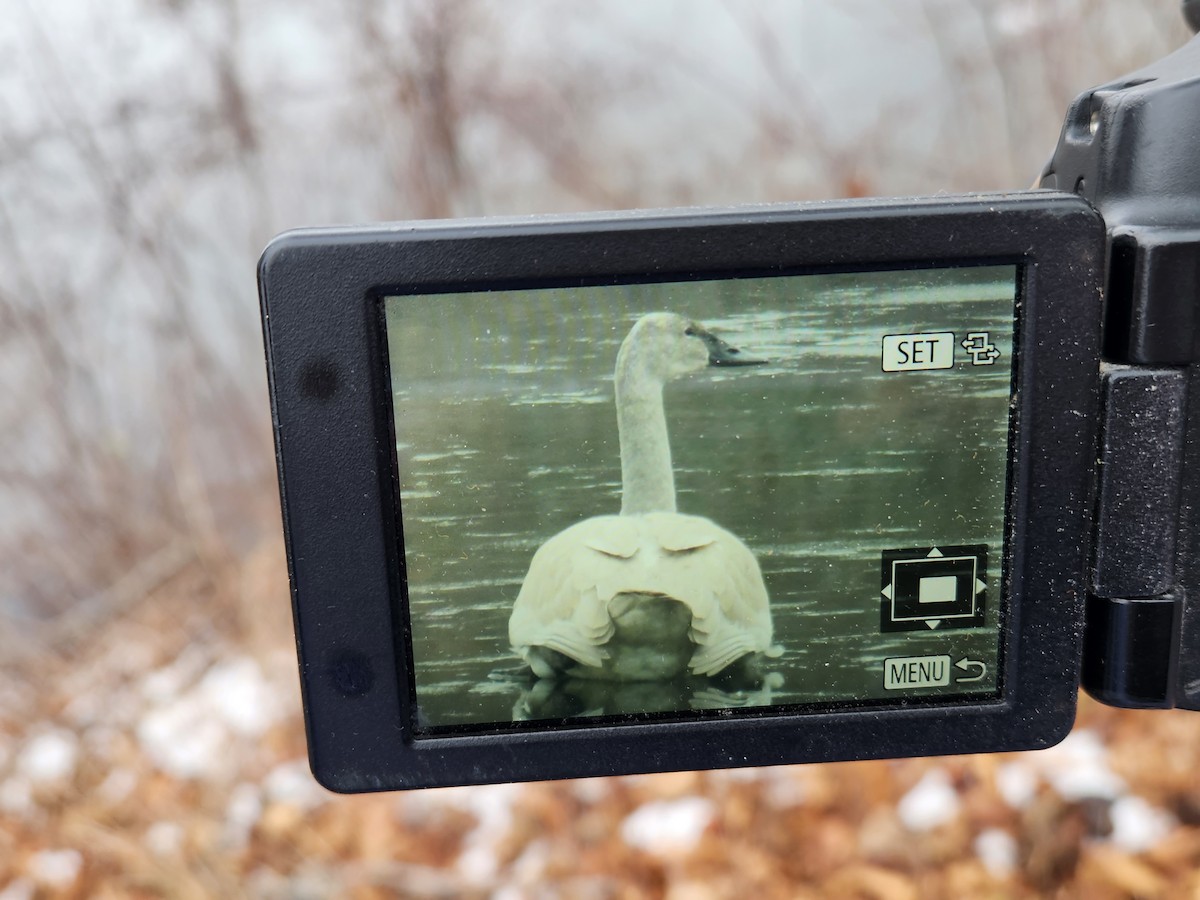 eBird Checklist - 15 Dec 2022 - Arcade Pond - 6 species