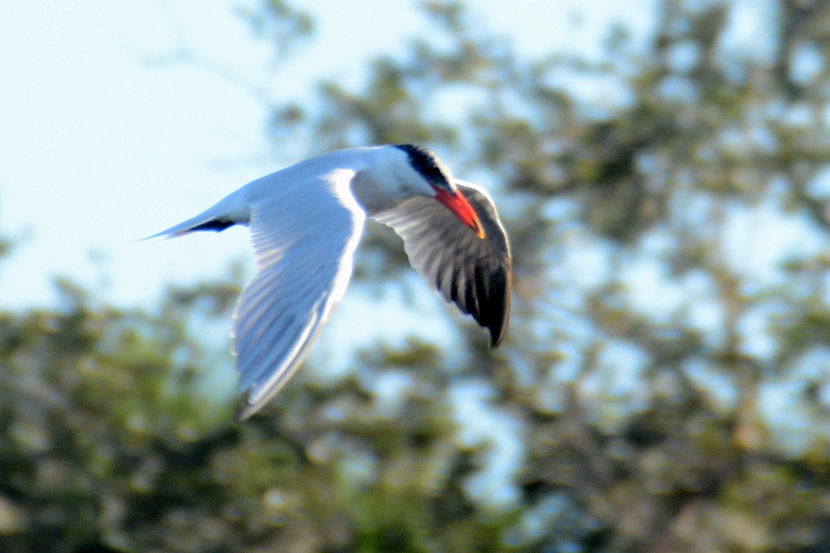 eBird Checklist - 2 Dec 2022 - Terra Ceia Preserve SP - 3 species