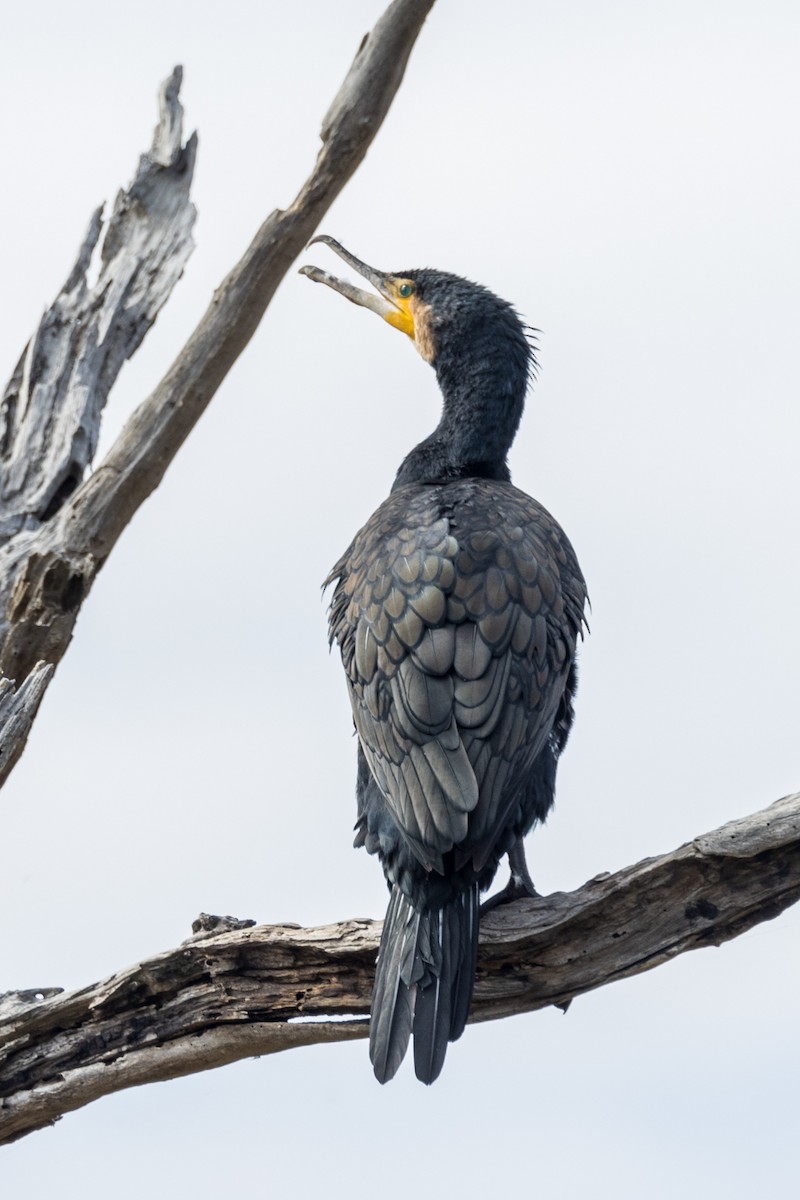 eBird Australia Checklist - 16 Dec 2022 - Coogoorah Park - 36 species