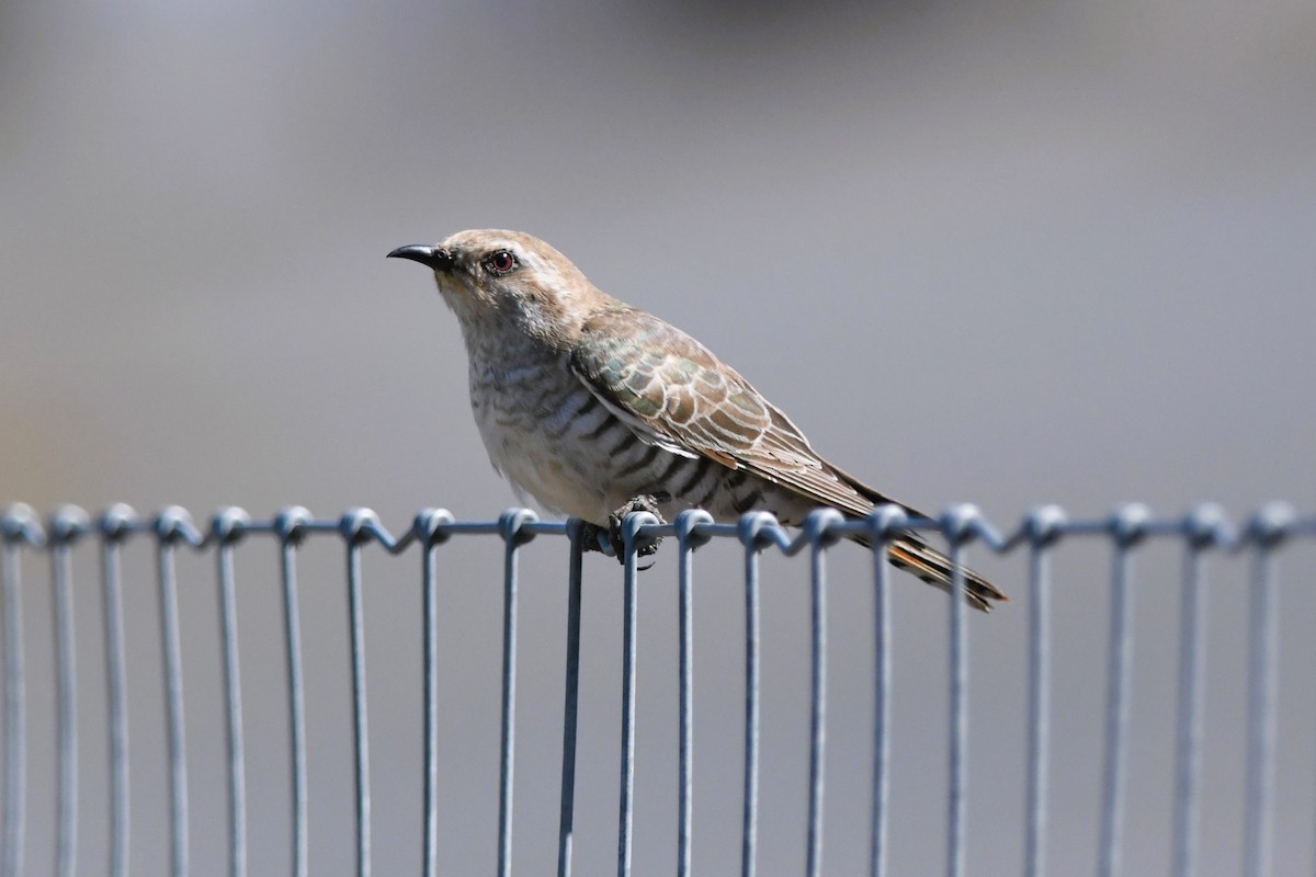 eBird Australia Checklist - 16 Dec 2022 - Yarra Valley Trail, Lilydale ...