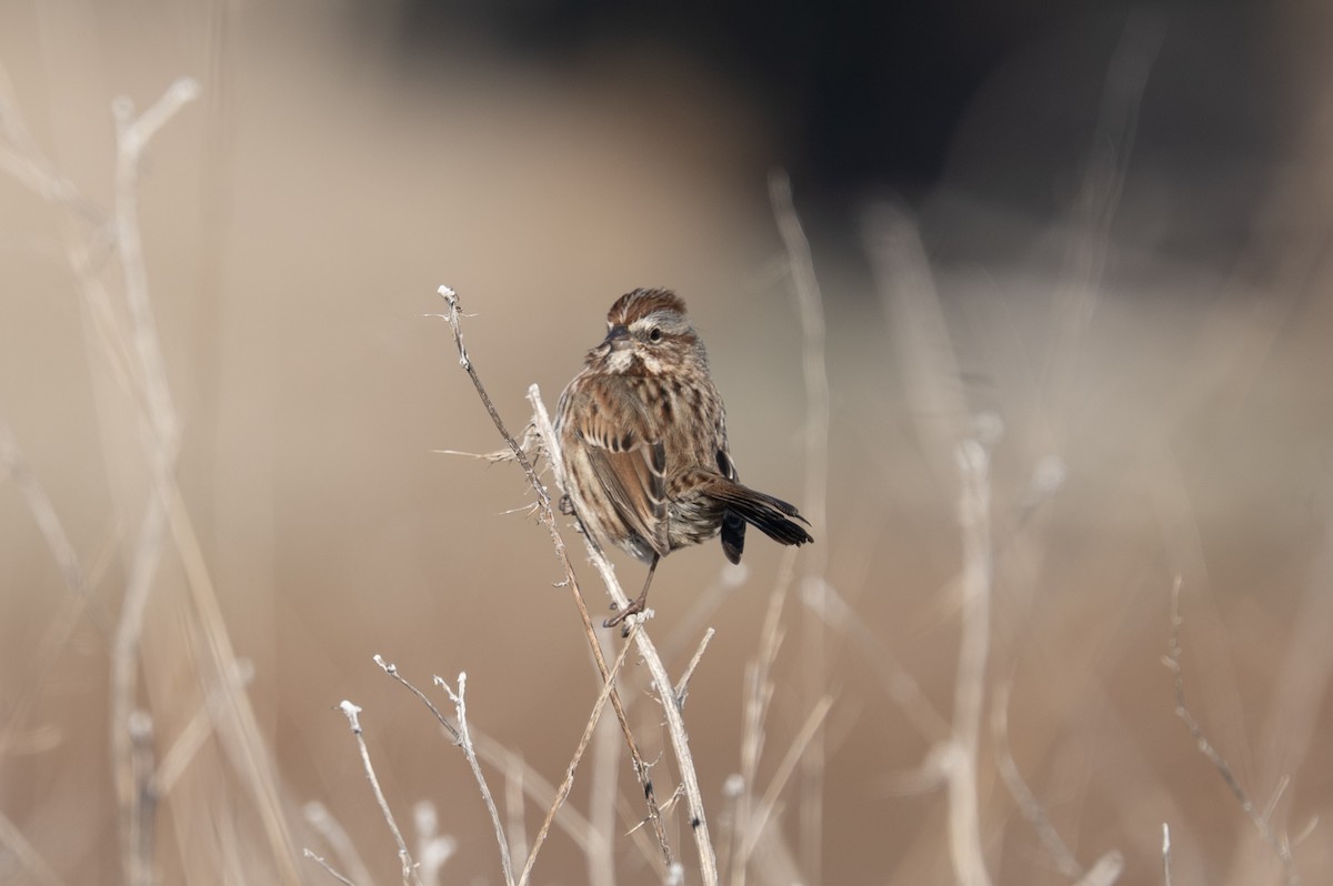 eBird Checklist - 13 Dec 2022 - Pt. Pinole Regional Park - 37 species ...