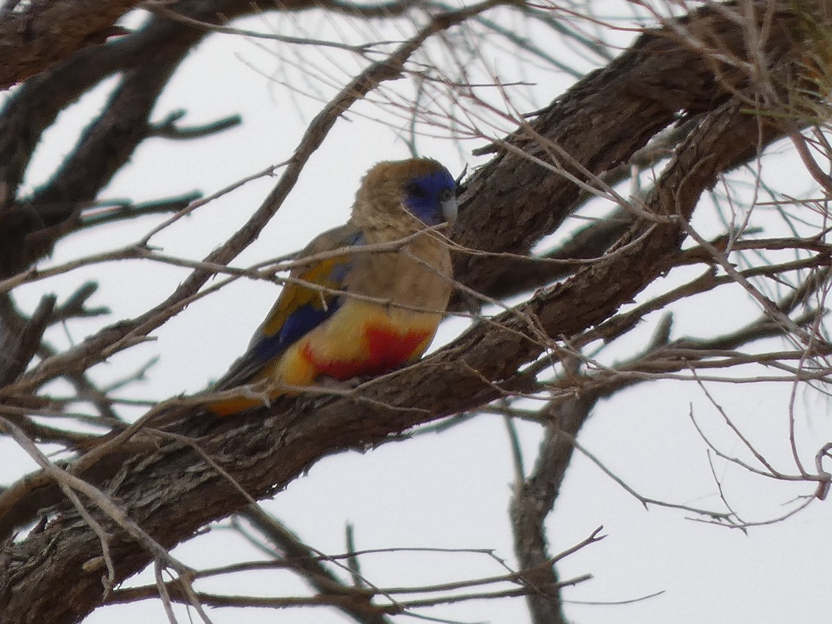 eBird Checklist - 14 Dec 2022 - Stuart Hwy, Bon Bon Rest Area - 14 species
