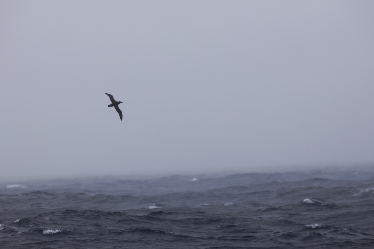 eBird Taiwan Checklist - 16 Dec 2022 - 宜蘭--南方澳-東澳-南澳海域(Yilan--Nanfang ...