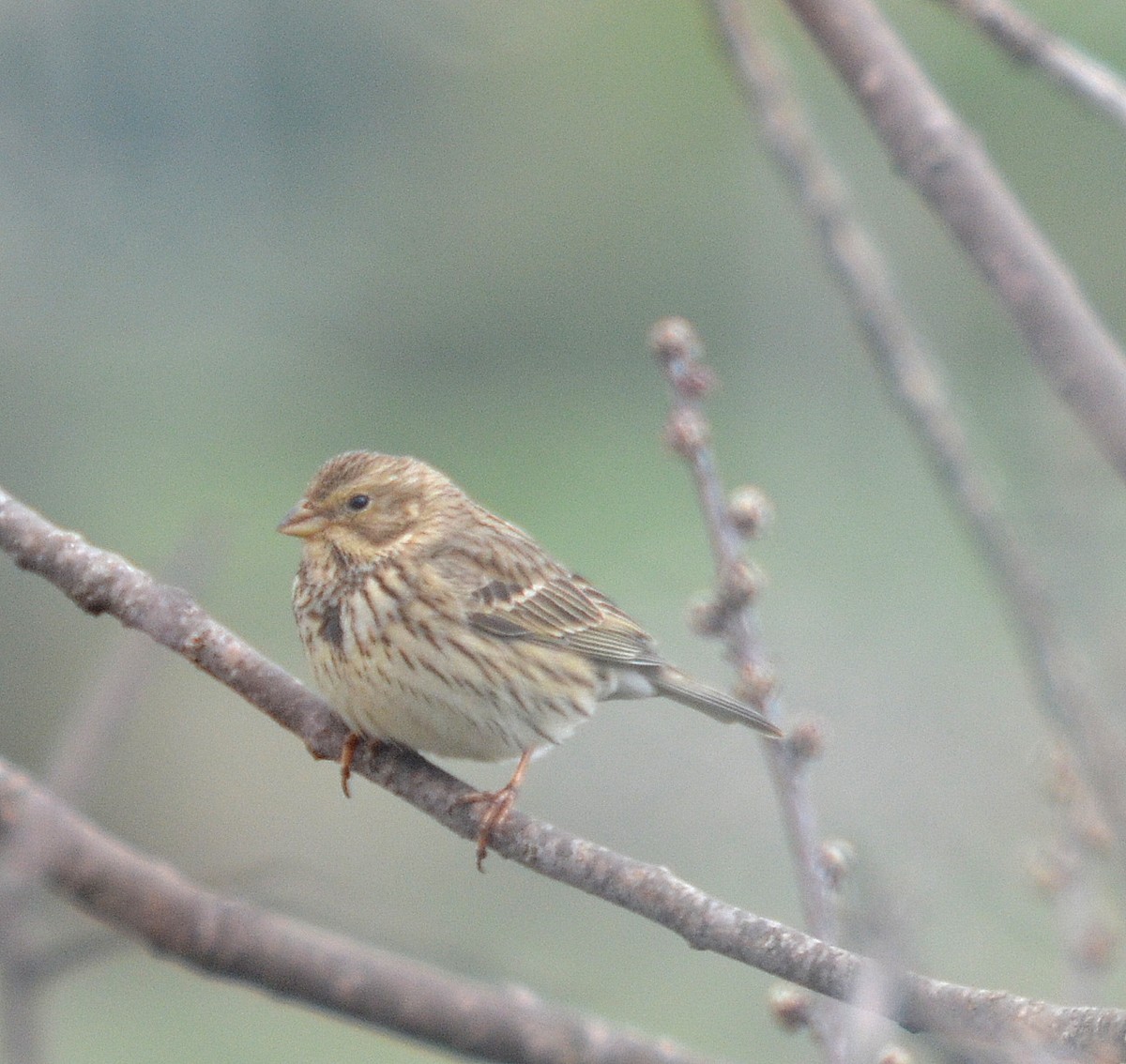 eBird Checklist - 16 Mar 2017 - Alon Shevut - 4 species
