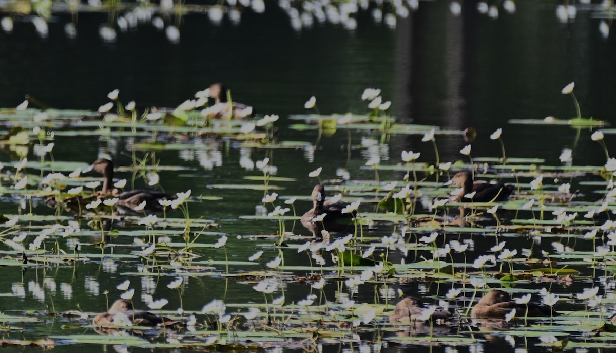 eBird Checklist - 16 Dec 2022 - Chirakkal Chira - 13 species