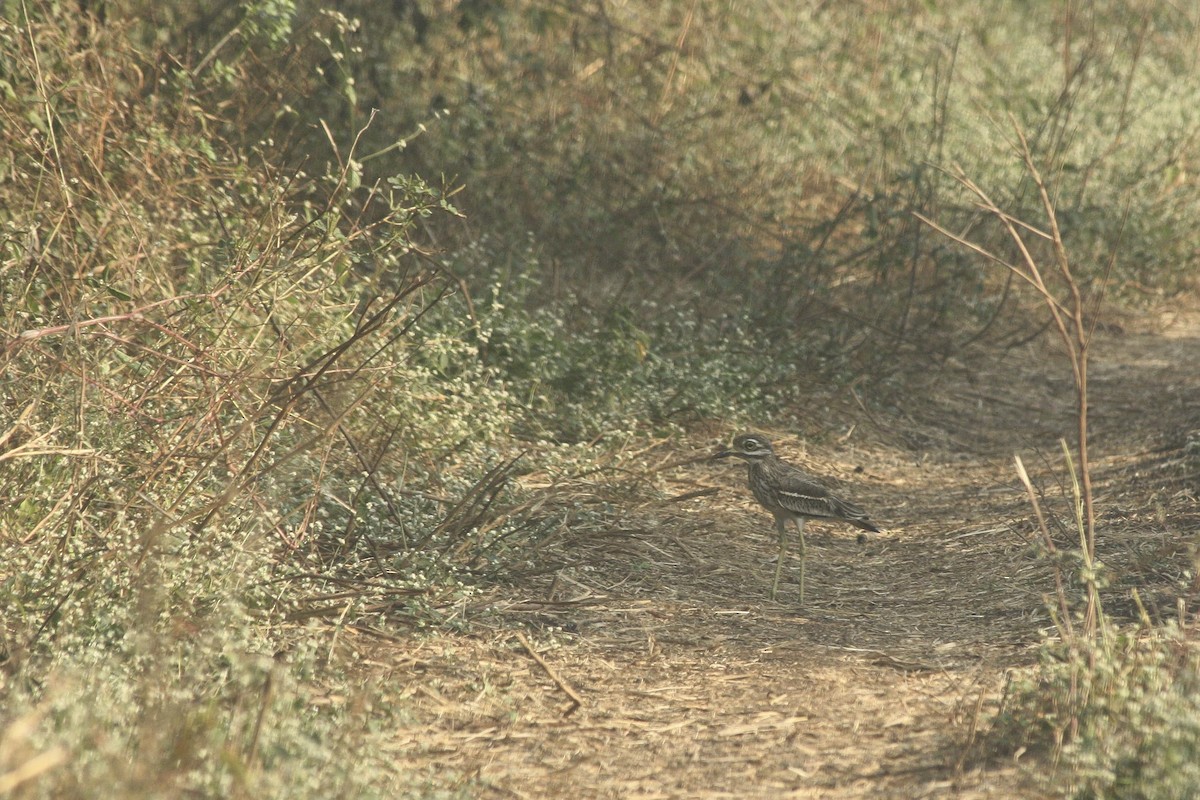 eBird Checklist - 16 Dec 2022 - Kavdi Pat - 64 species